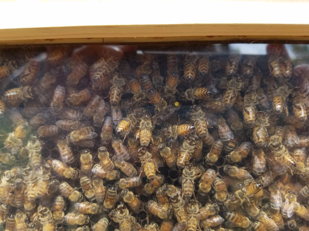 All About Bees! – Alamance County Parks and Recreation